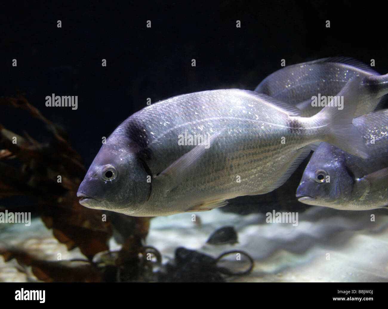Common Two-banded Seabream, Diplodus vulgaris, Perciformes, Sparidae ...