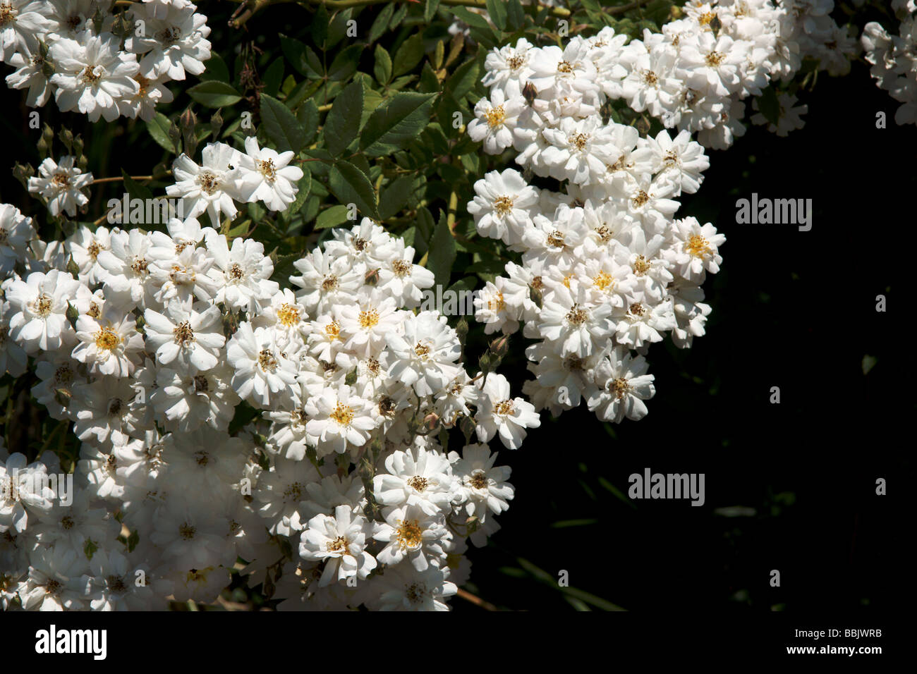 Rosa;Musk Rose;'The Garland';Introduced by Wells in 1835 Stock Photo ...