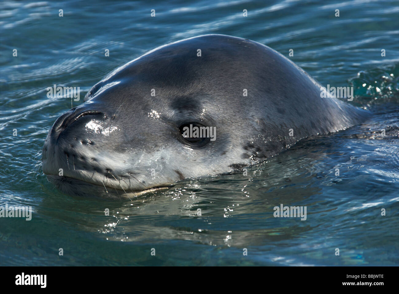 Seal predator hi-res stock photography and images - Alamy