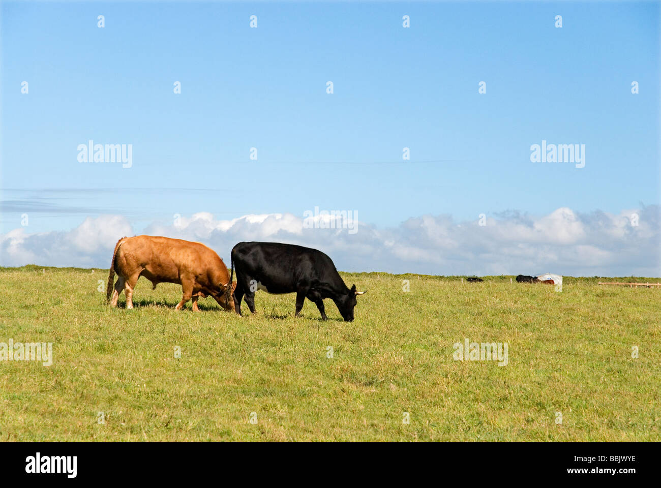 Cows in the field, Carnewas and Bedruthan Steps St Eval North Cornwall ...