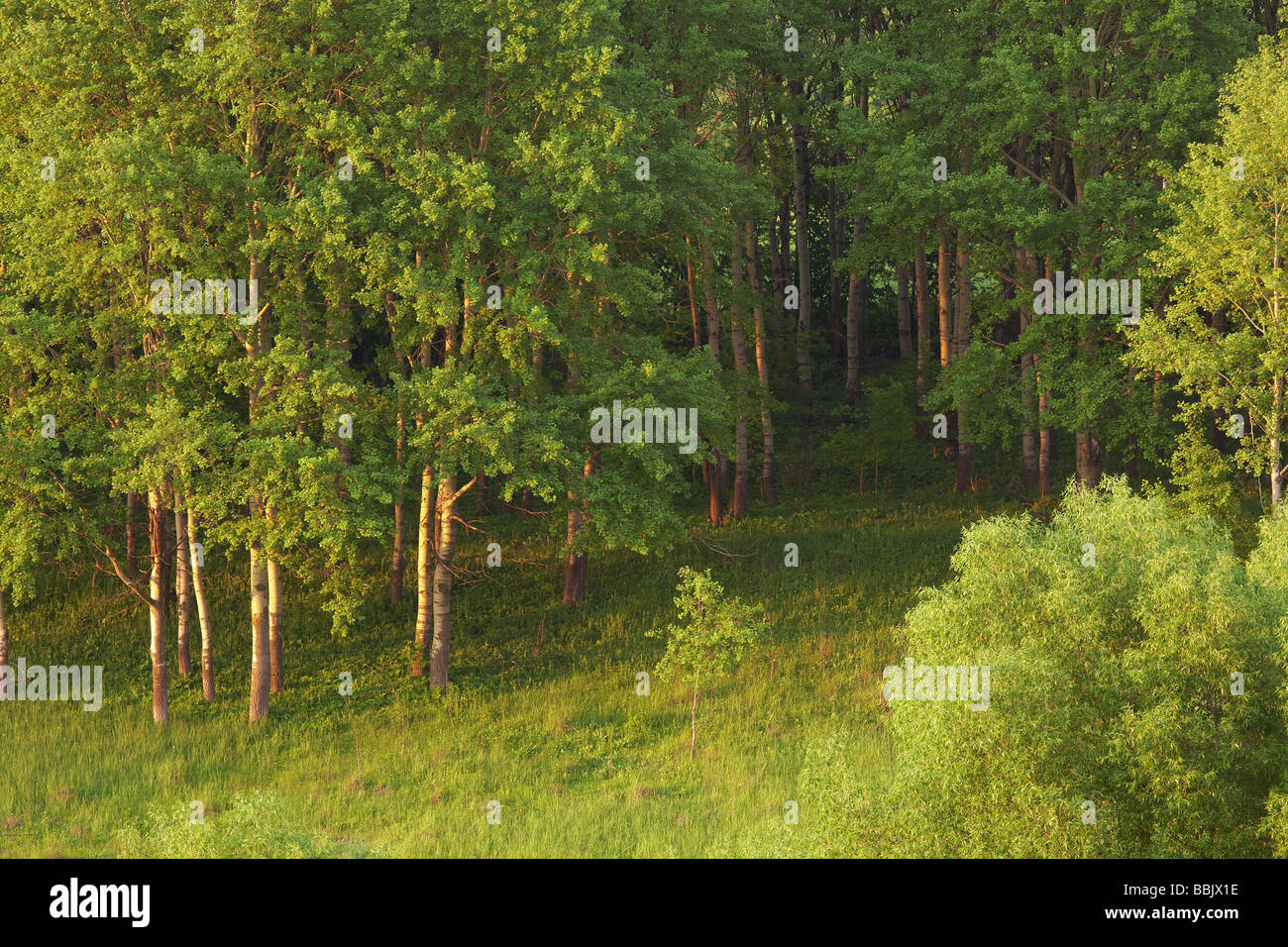 Spring aspen forest - sunset landscape Stock Photo - Alamy