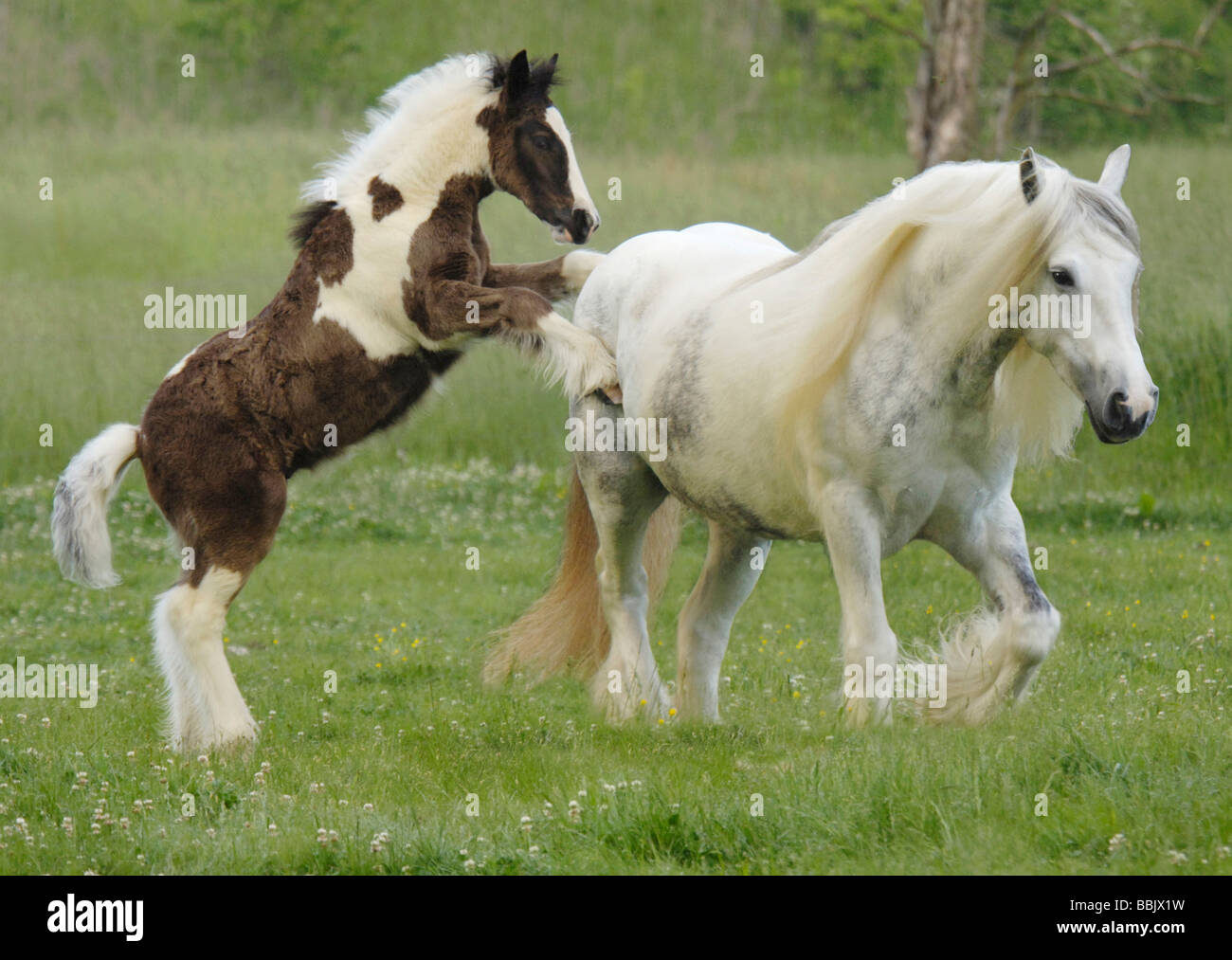 Gypsy Vanner horse colt foal rearing up on mares back Stock Photo - Alamy