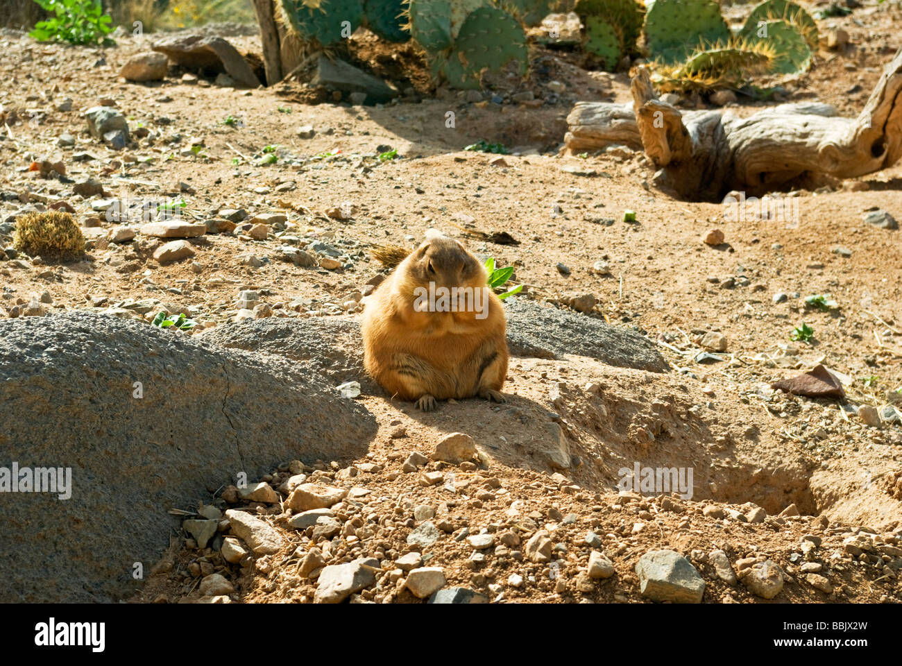 USA Arizona Tucson Prairie dogs cynomy Arizona Sonora Desert Museum ...