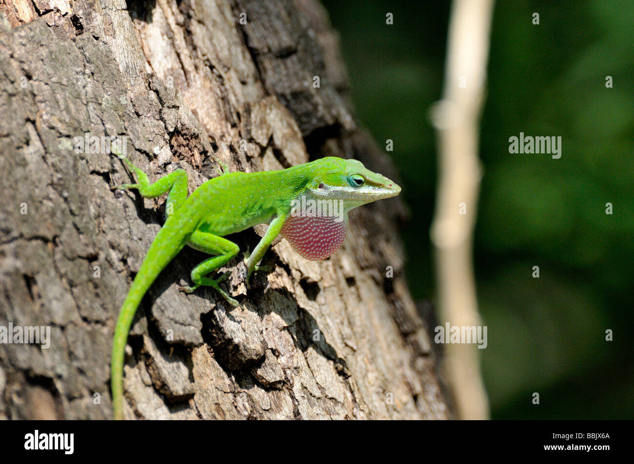 Camellian hi-res stock photography and images - Alamy