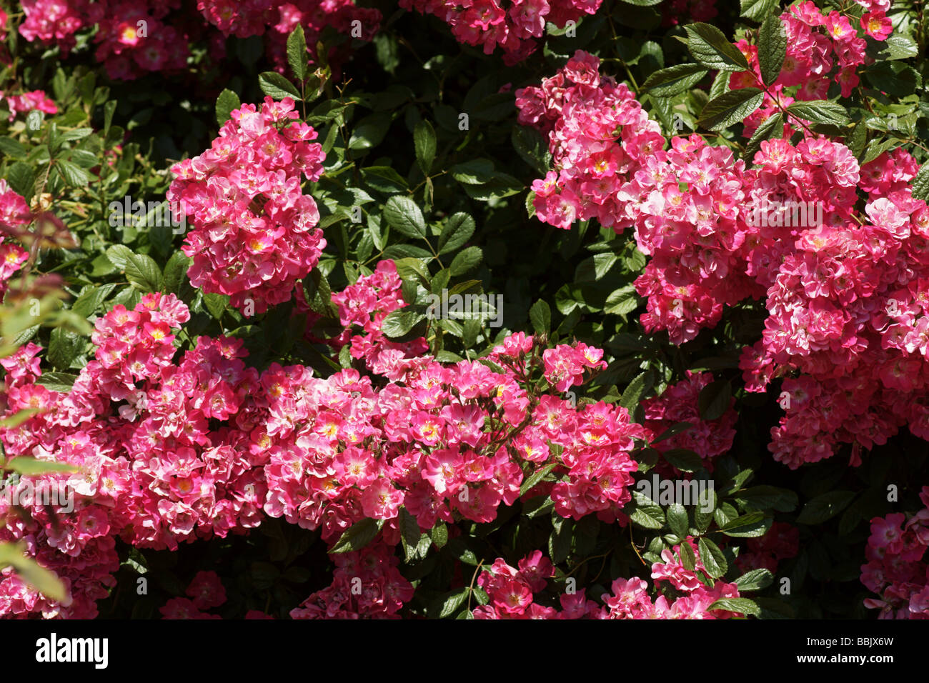 Robin hood rose hi-res stock photography and images - Alamy