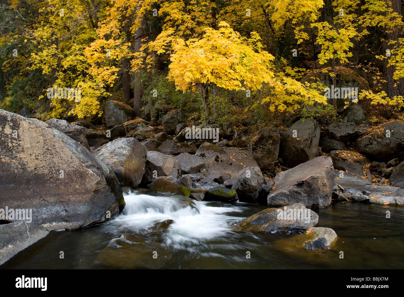 Oaks in fall hi-res stock photography and images - Alamy