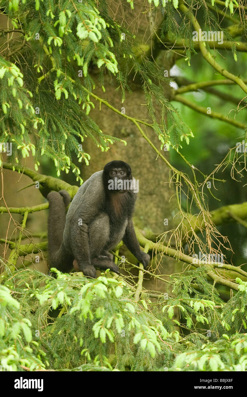 Woolly monkey (Lagothrix lagotricha Stock Photo - Alamy