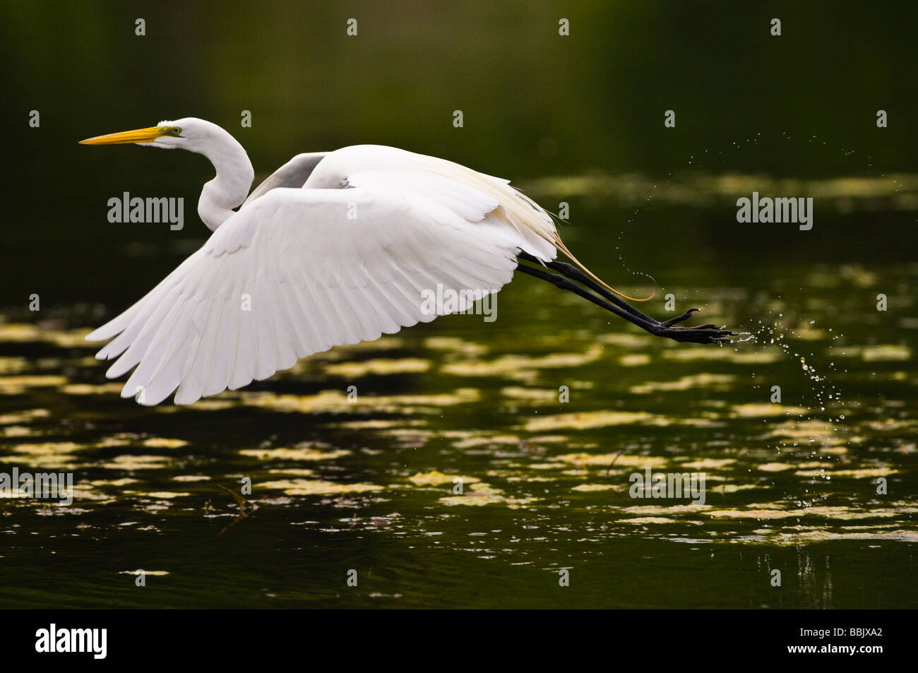 Gret hi-res stock photography and images - Alamy