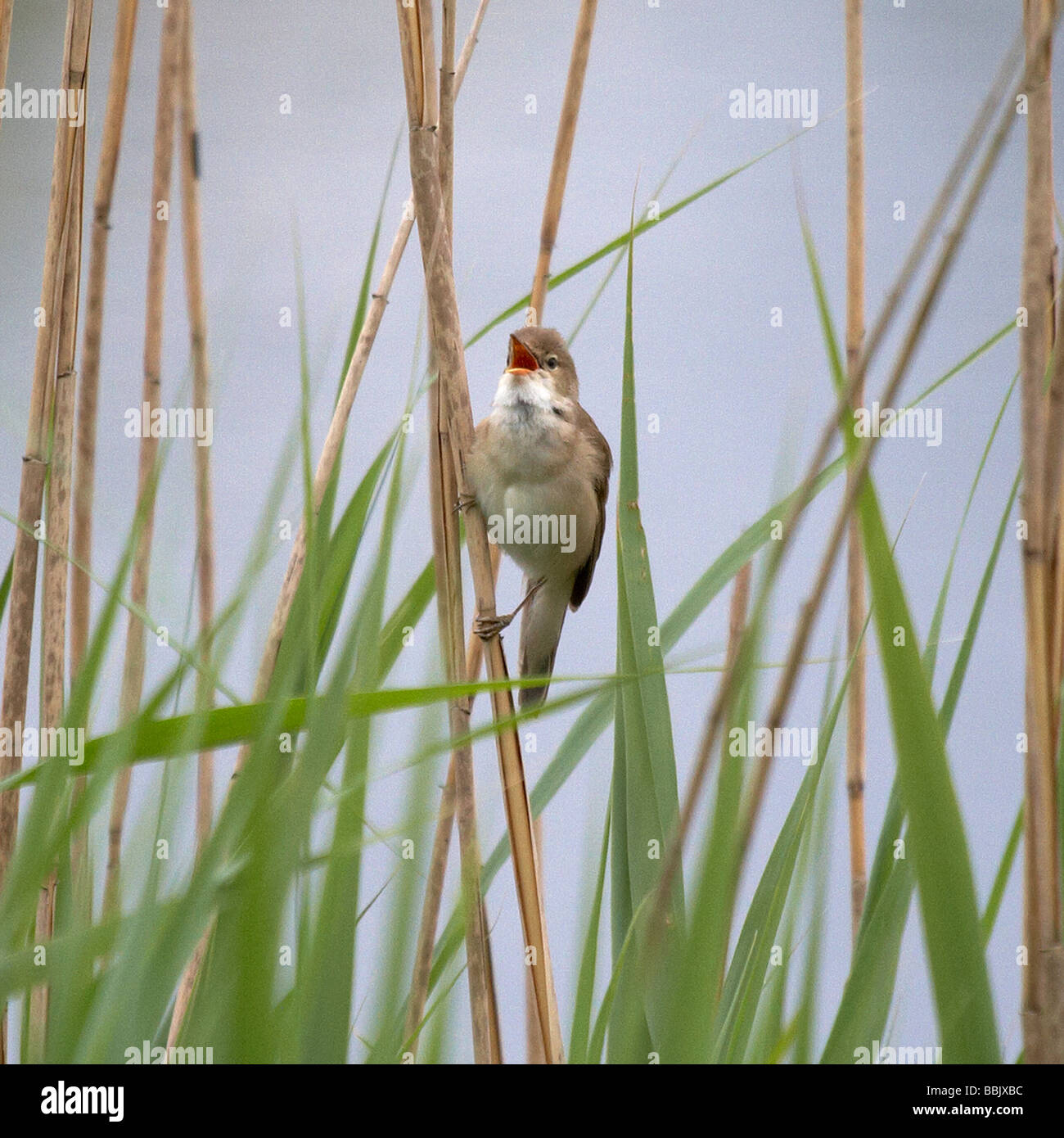 British warblers hi-res stock photography and images - Alamy