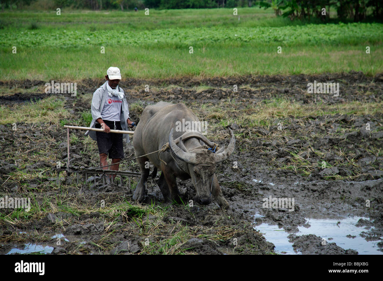 Farmer and caribou ploughing a field, Nueva Ecija, North Luzon ...