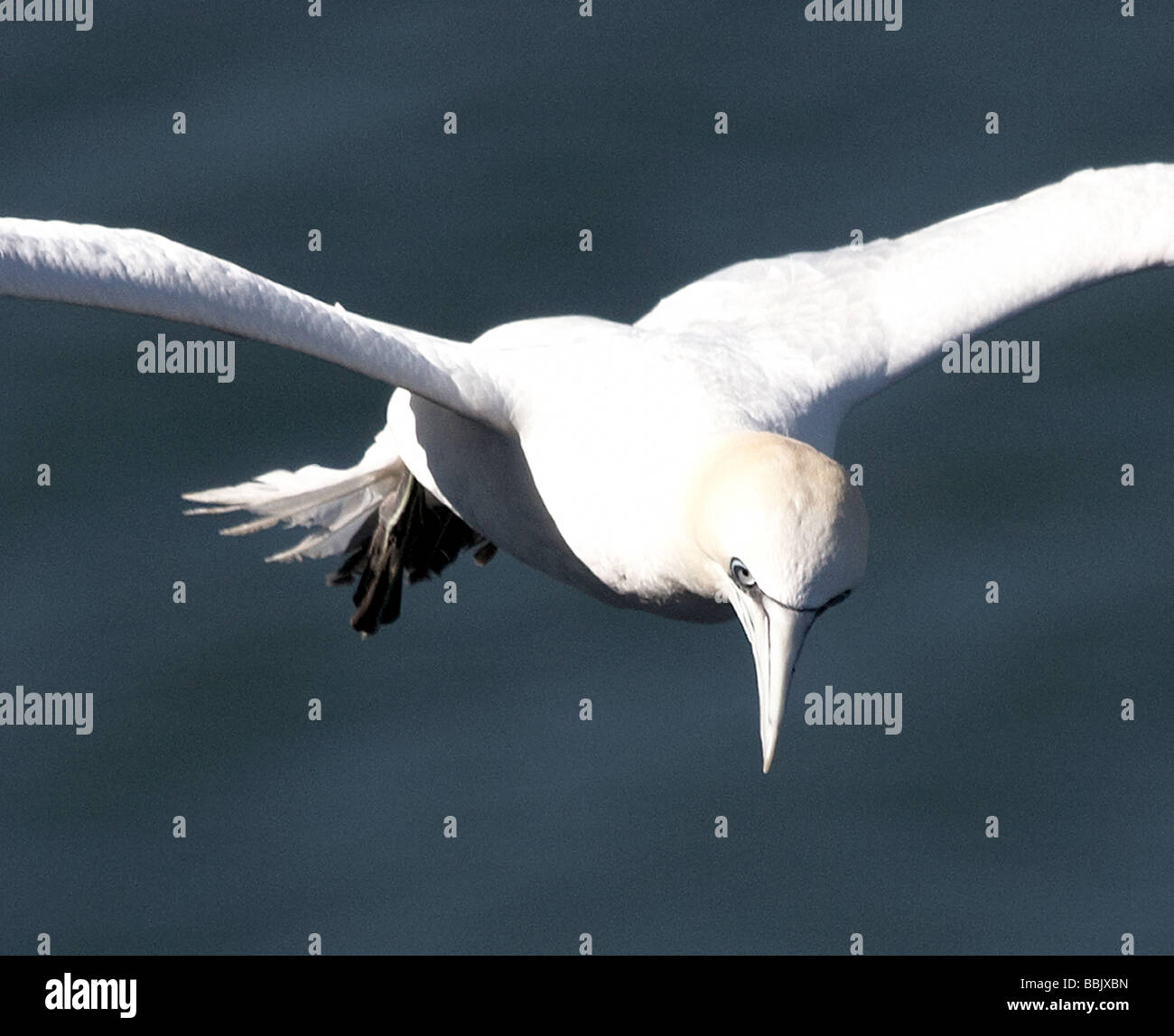 Gannet soaring by Bempton Cliffs, Yorkshire Stock Photo - Alamy