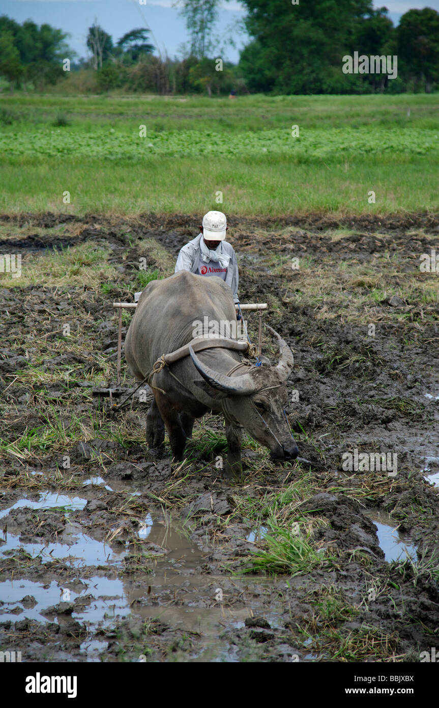 Farmer and caribou ploughing a field, Nueva Ecija, North Luzon ...