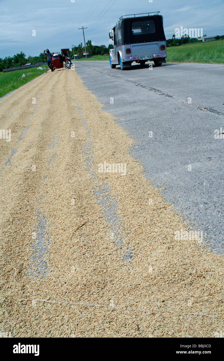 Rice drying hi-res stock photography and images - Alamy