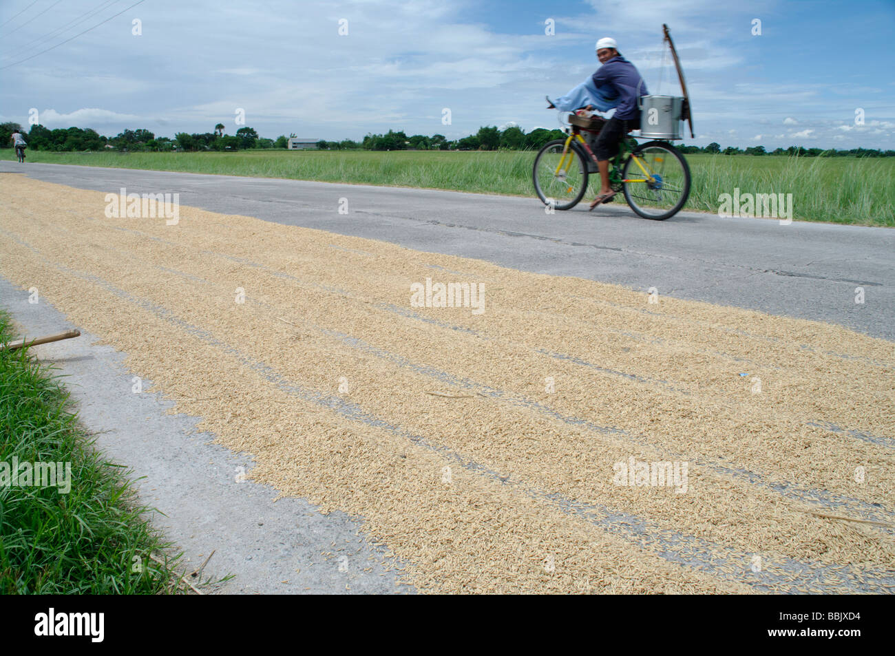 Boy selling milk cycles passed rice drying on the road, Nueva Ecija ...
