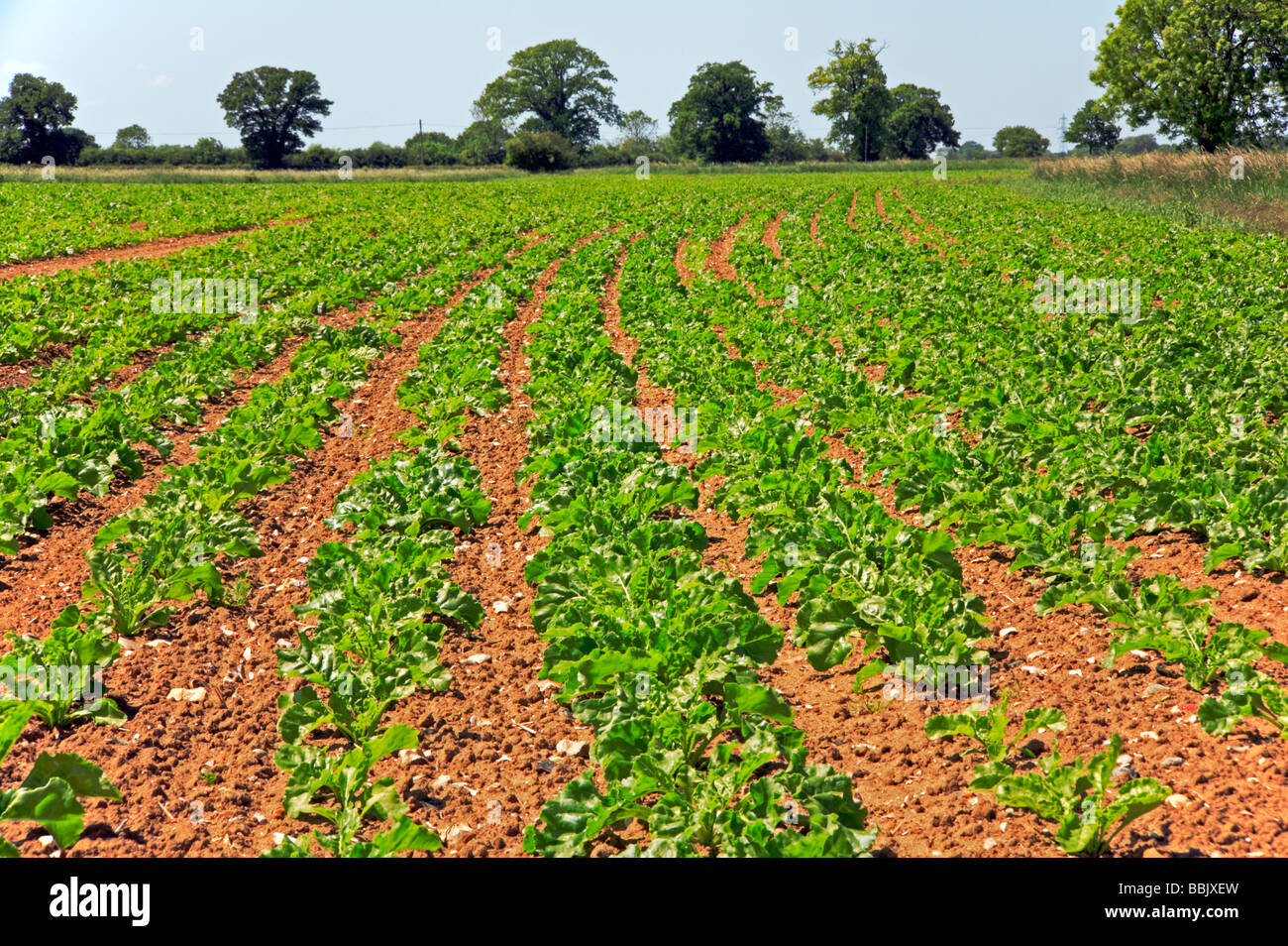 Suger beet crop growing on a farm in Norfolk, UK Stock Photo - Alamy