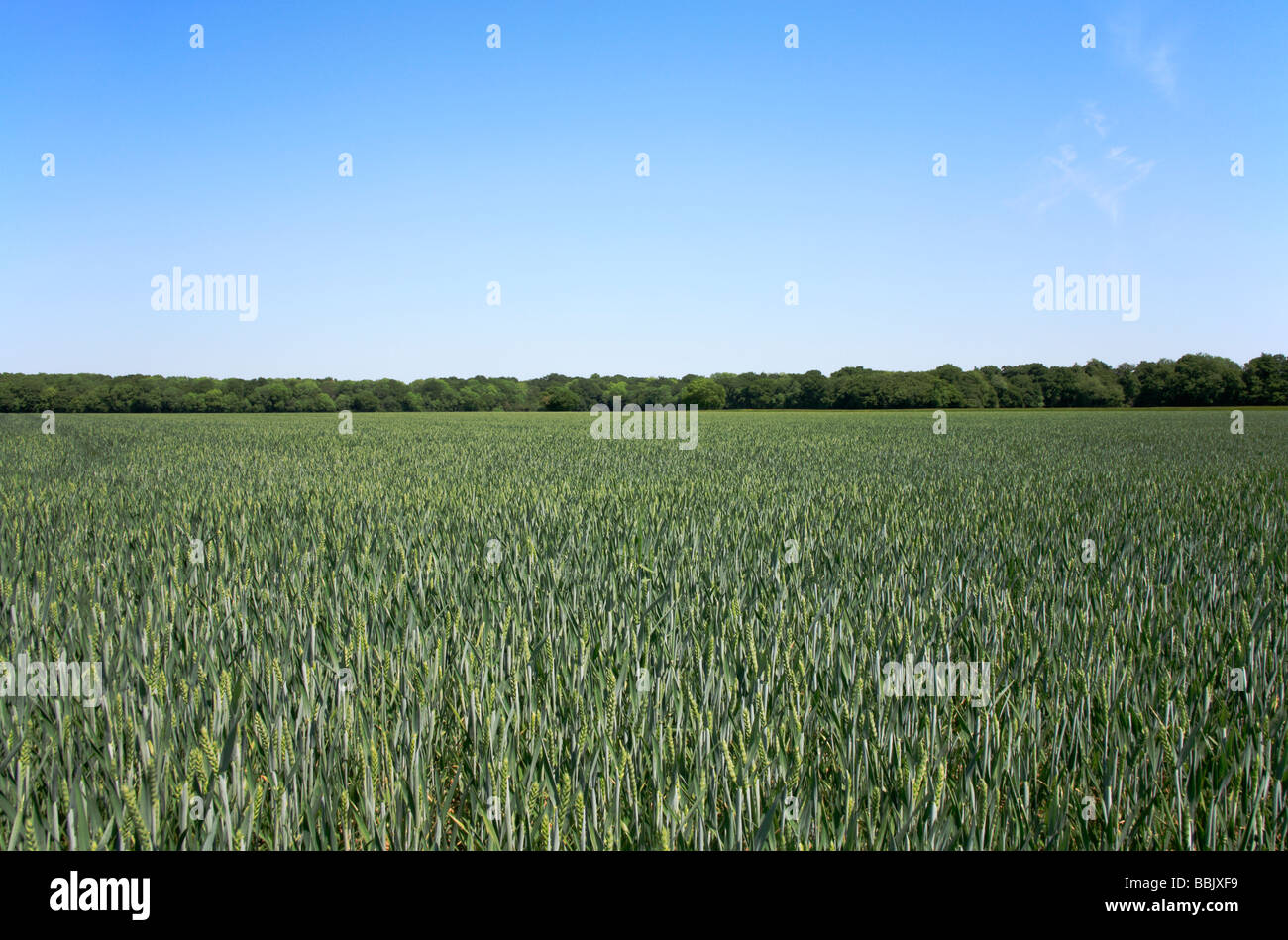 Wheat crop growing on a farm in Norfolk, UK Stock Photo - Alamy