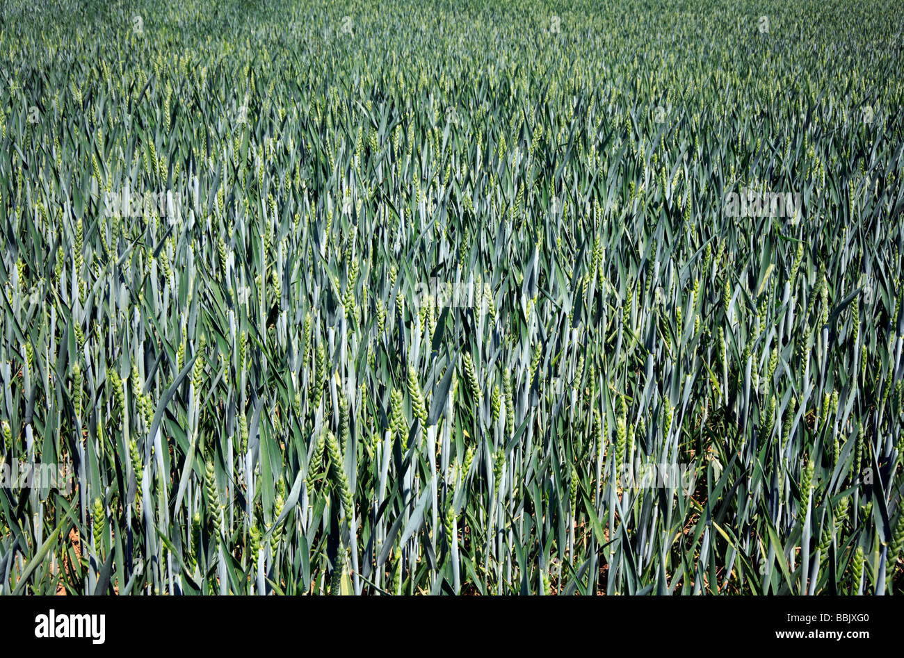 Weed growing in field wheat hi-res stock photography and images - Alamy
