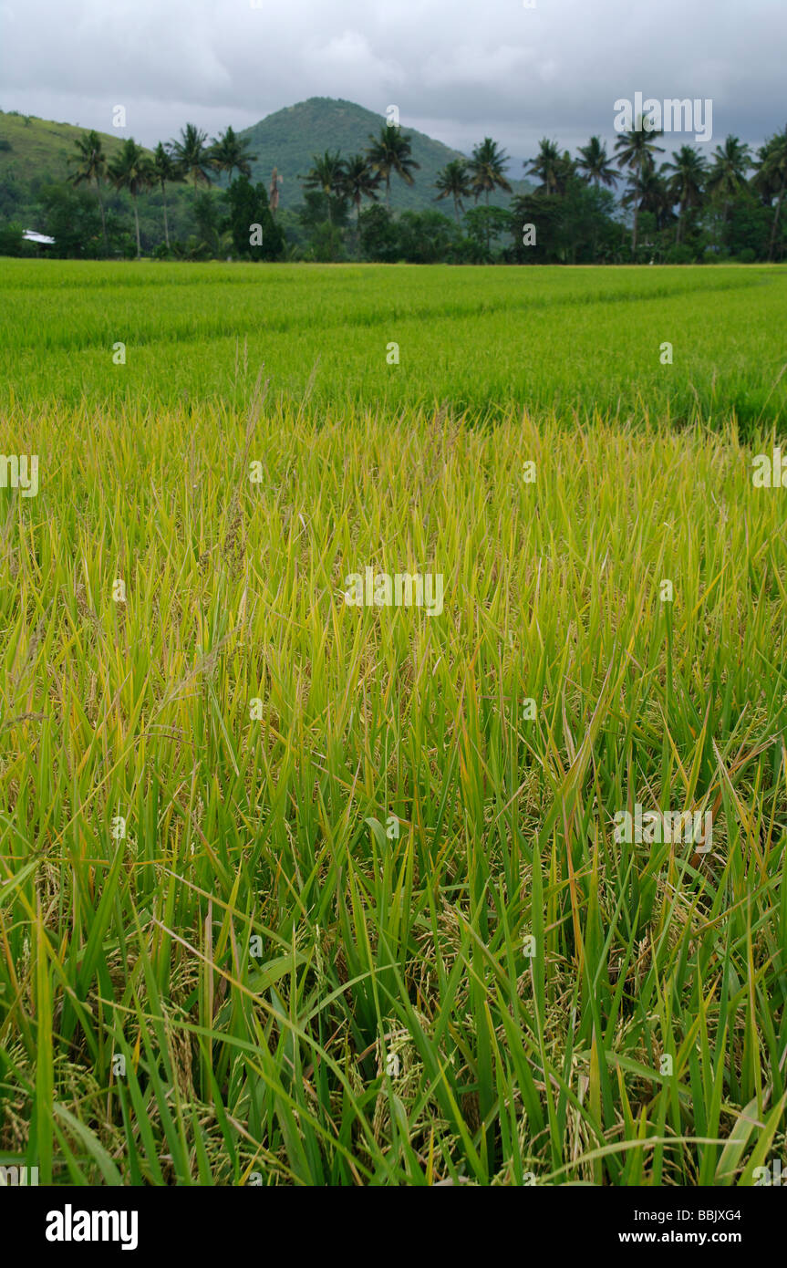 Rice fields, North Luzon, Philippines Stock Photo - Alamy
