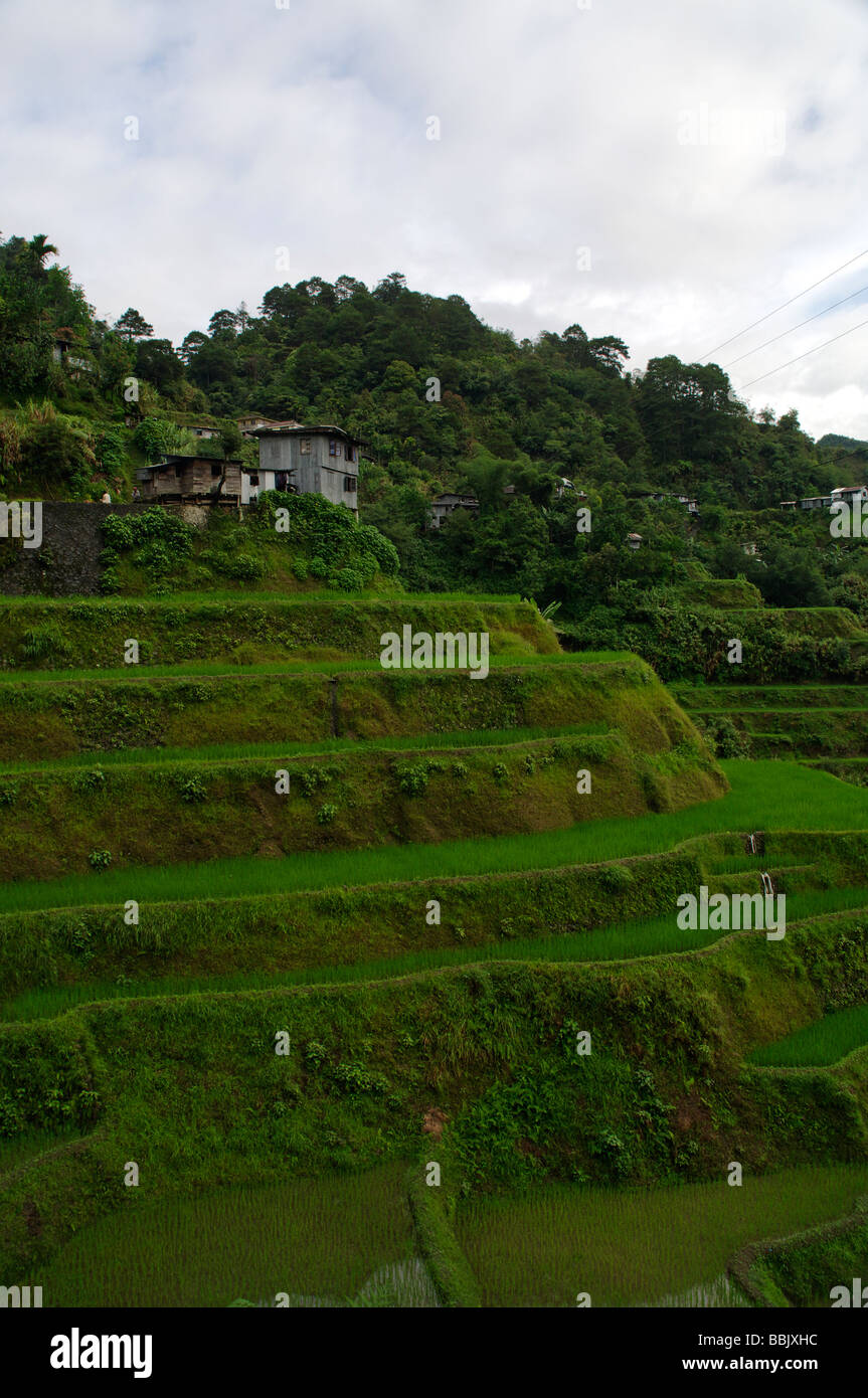 Banaue Rice Terraces, Banaue, Ifugao, North Luzon, Philippines Stock ...