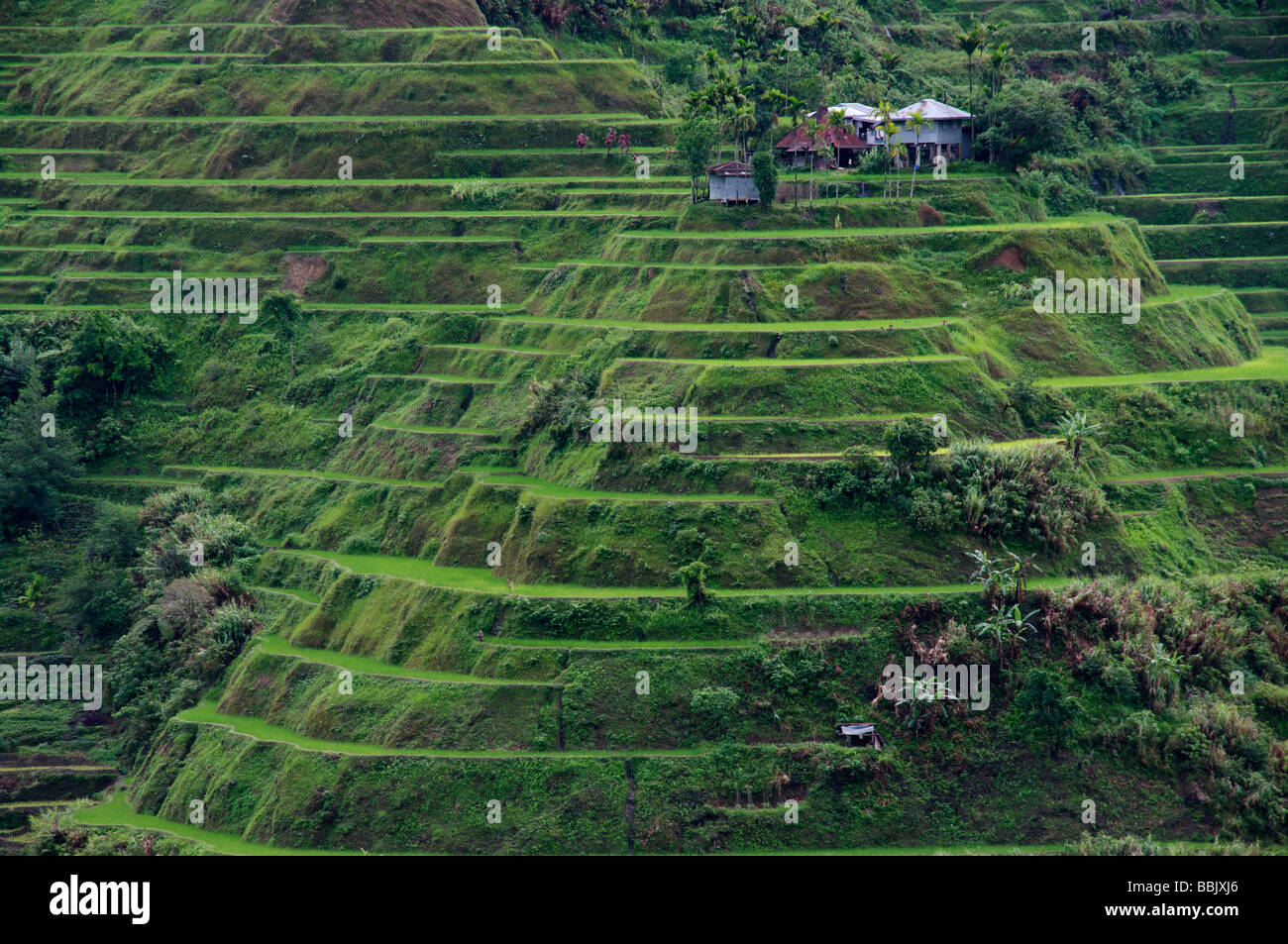 Banaue Rice Terraces, Banaue, Ifugao, North Luzon, Philippines Stock ...