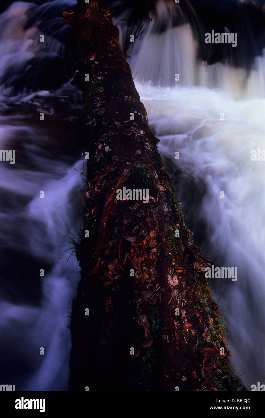 Old tree waterfall Stock Photo - Alamy