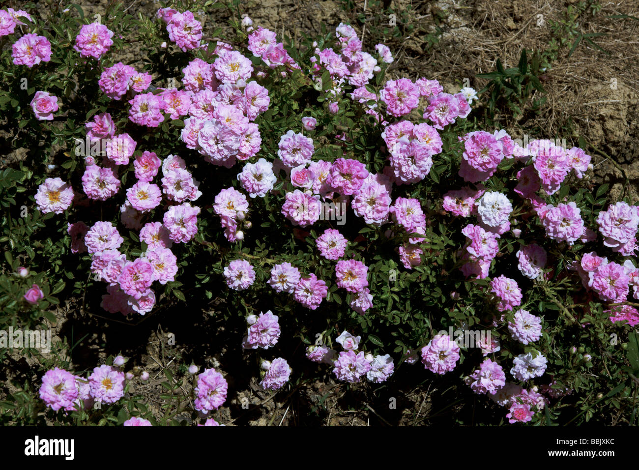 Rose;Old Garden Rose;'Petite Pink Scotch';Section of bush in flower ...
