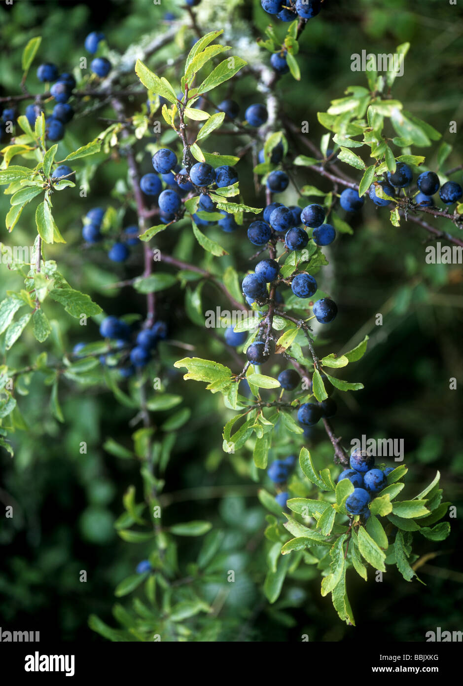 Sloes (Prunus spinosa) growing wild in a hedgerow in Cornwall, UK Stock ...