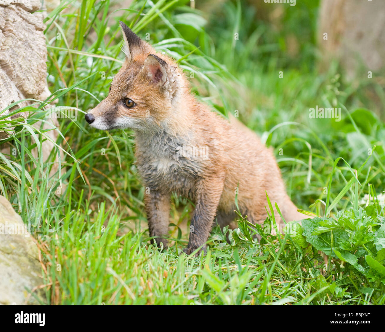 Red fox cub vulpes vulpes Stock Photo - Alamy