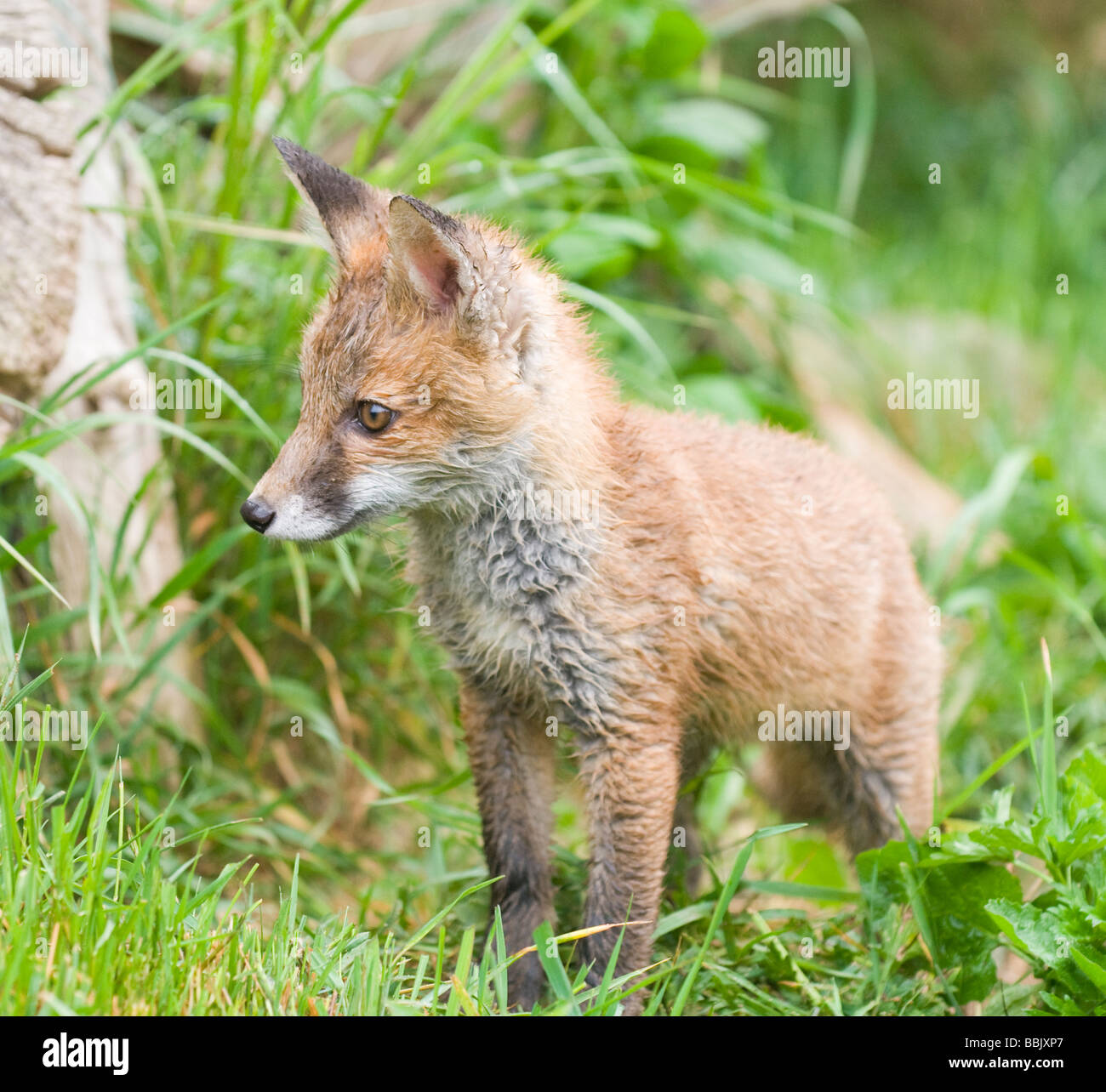 Red fox cub hi-res stock photography and images - Alamy