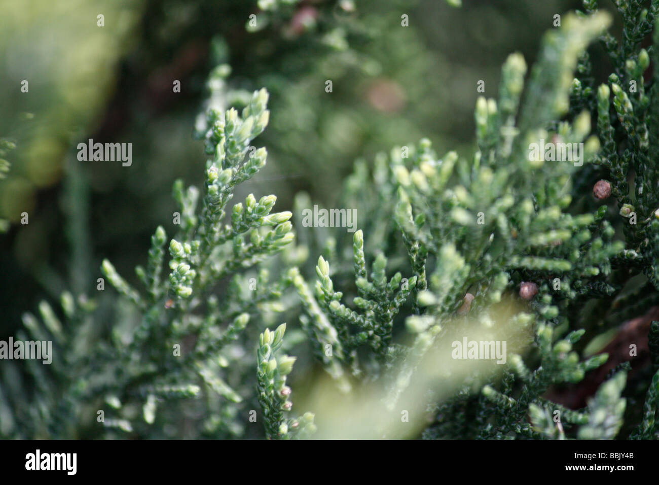 Everygreen hi-res stock photography and images - Alamy