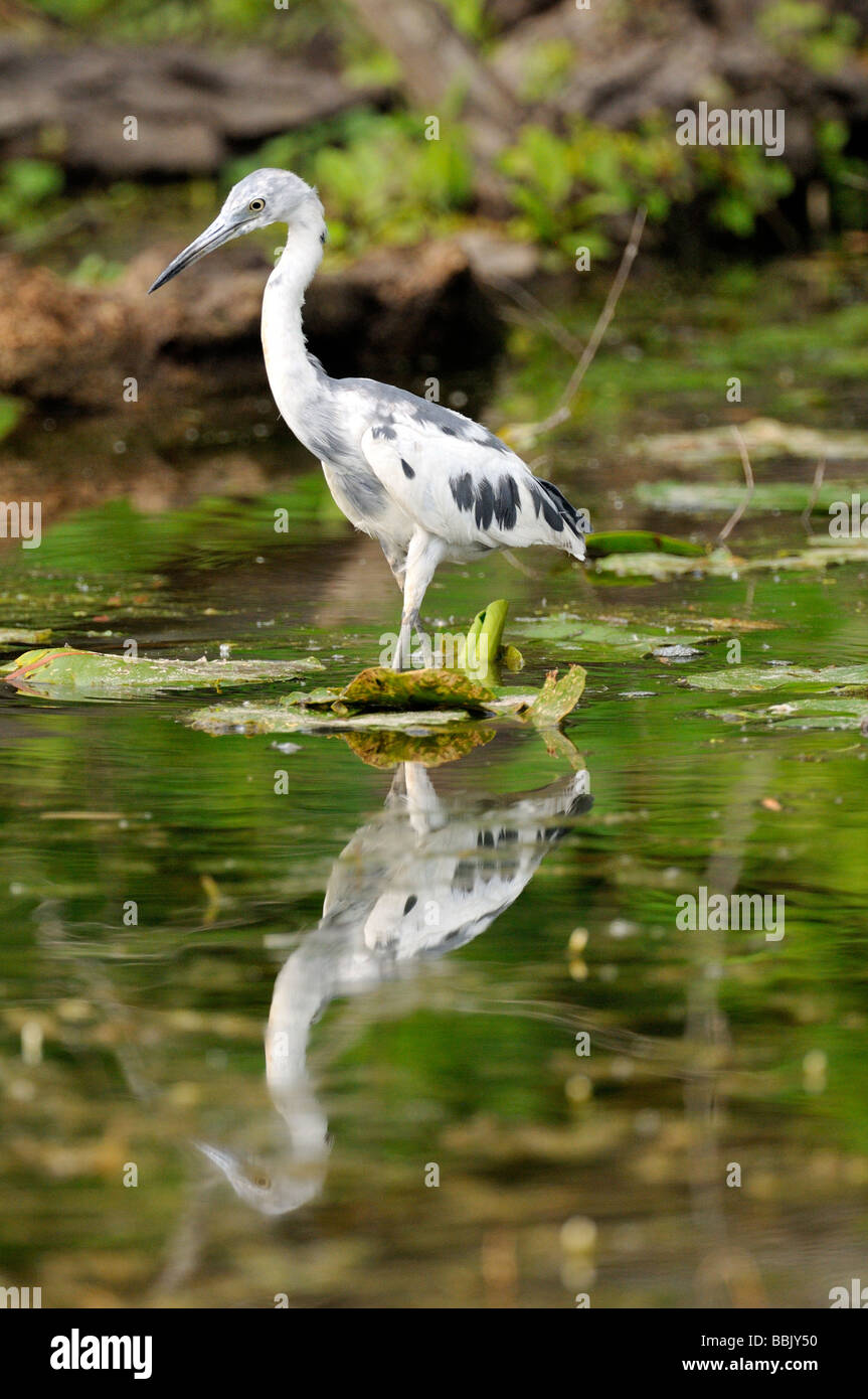 Juvenile Little Blue Heron Stock Photo - Alamy