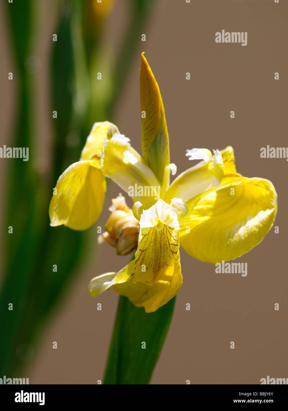 Yellow Iris plant Stock Photo - Alamy
