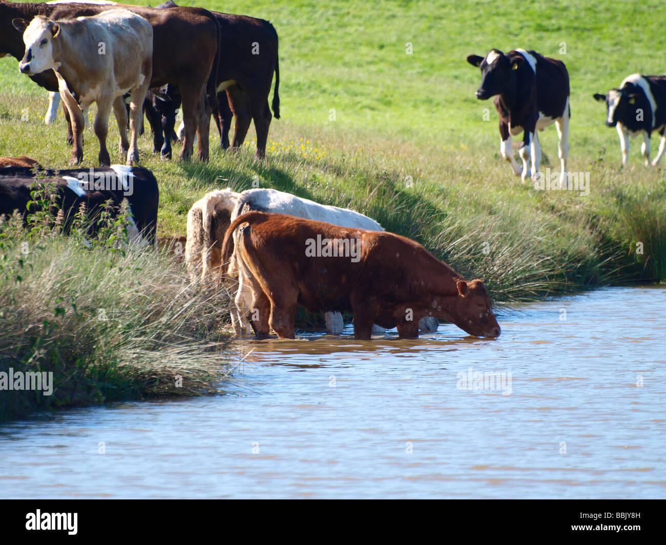 Bullocks drinking from a river Stock Photo - Alamy