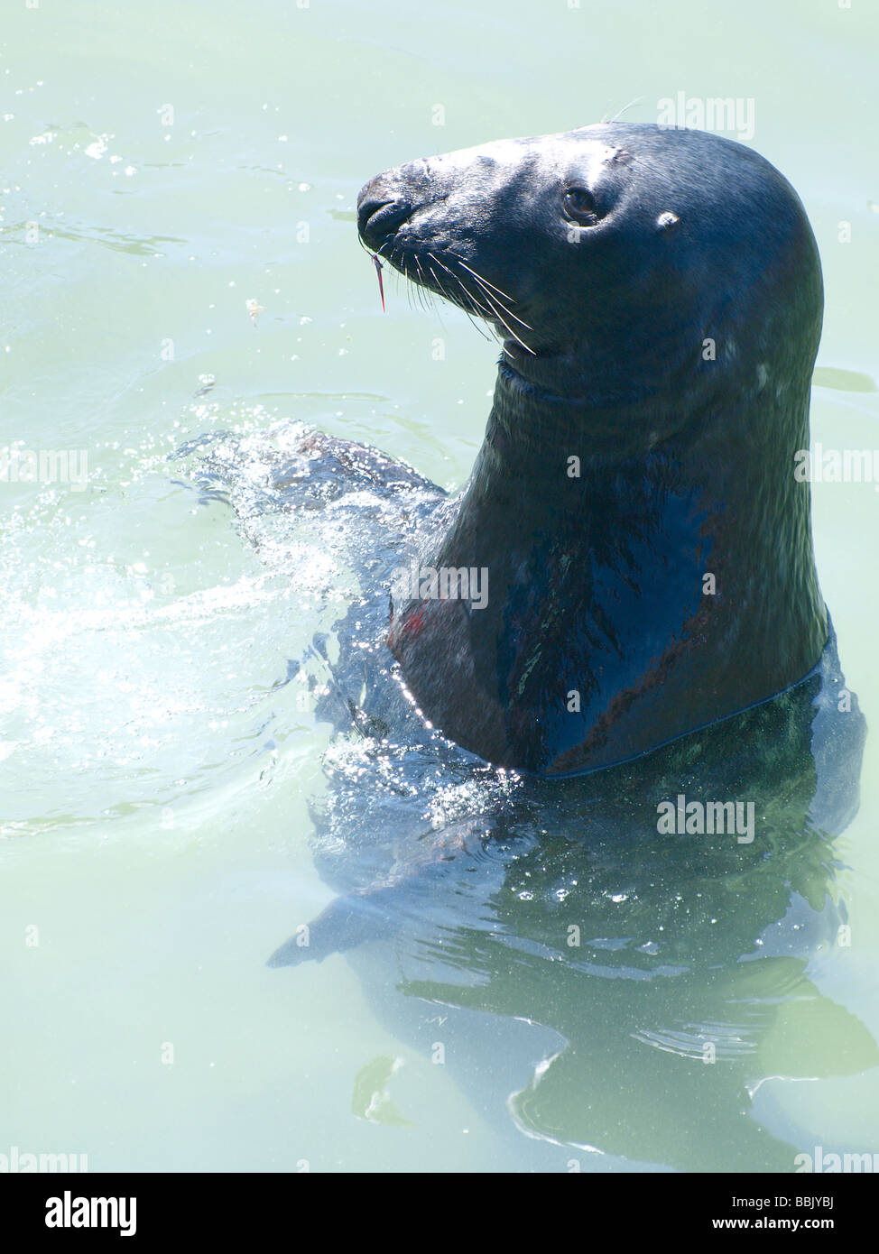 Seal head above water hi-res stock photography and images - Alamy