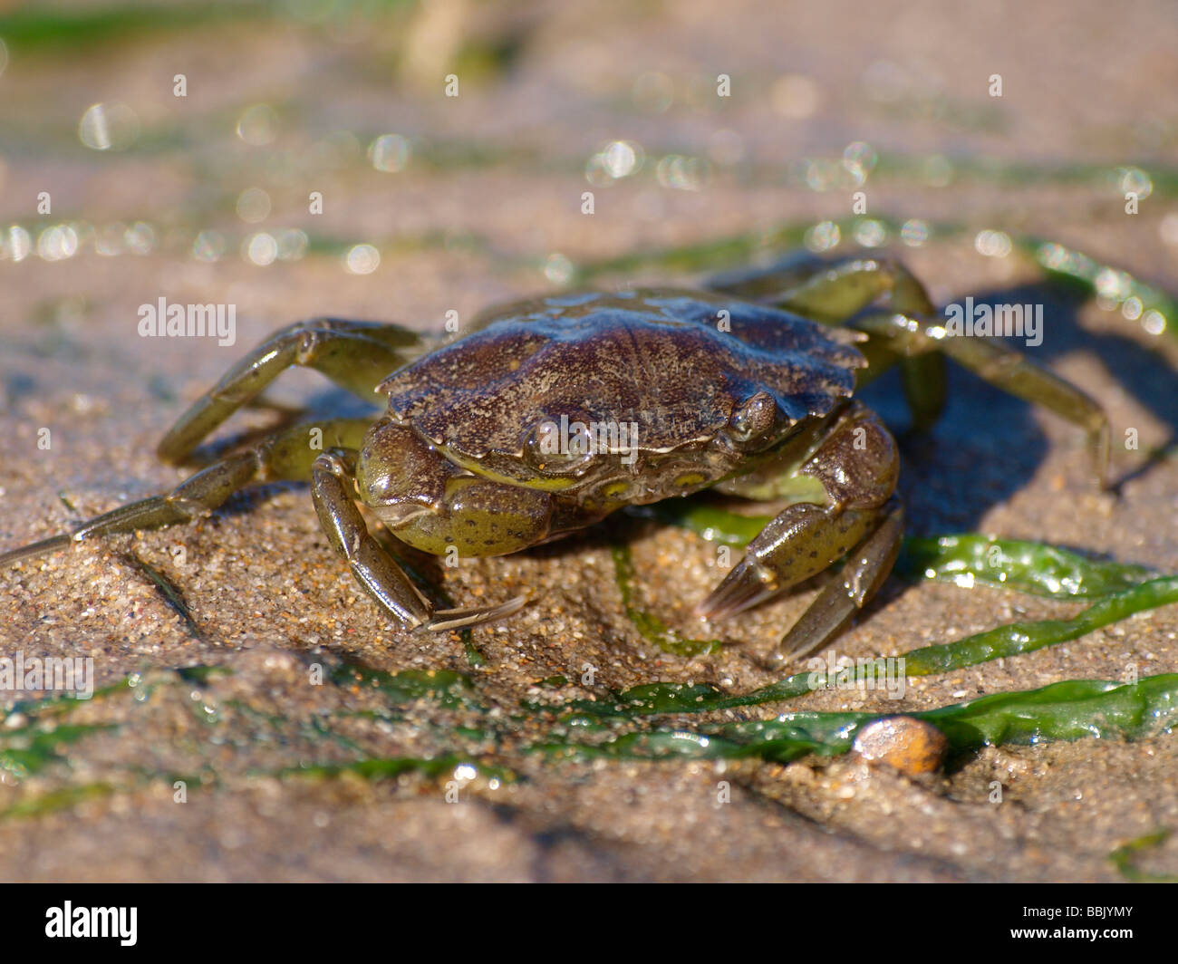 Shore crab england hi-res stock photography and images - Alamy
