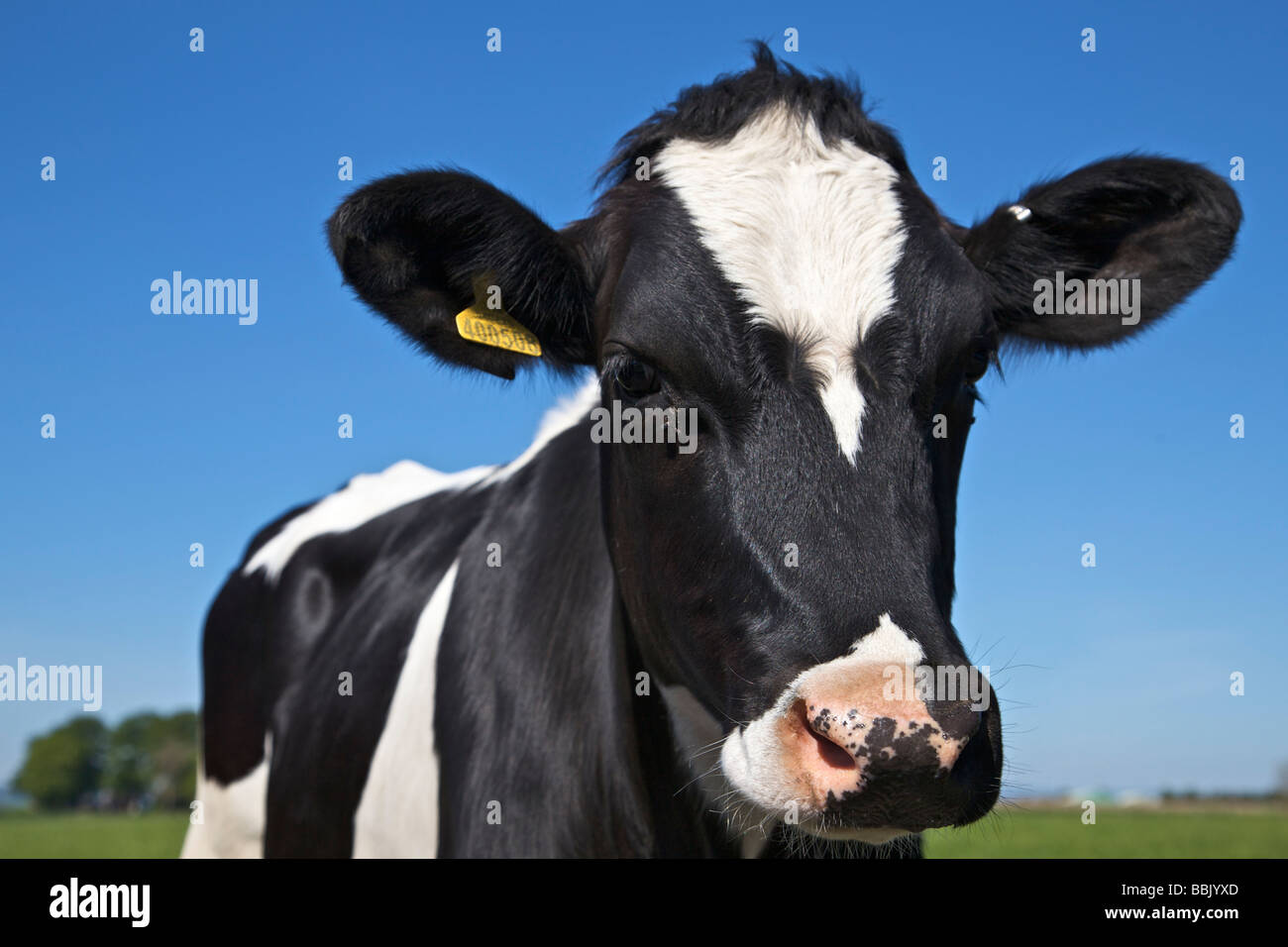 Single dairy cow in field against blue sky Stock Photo - Alamy