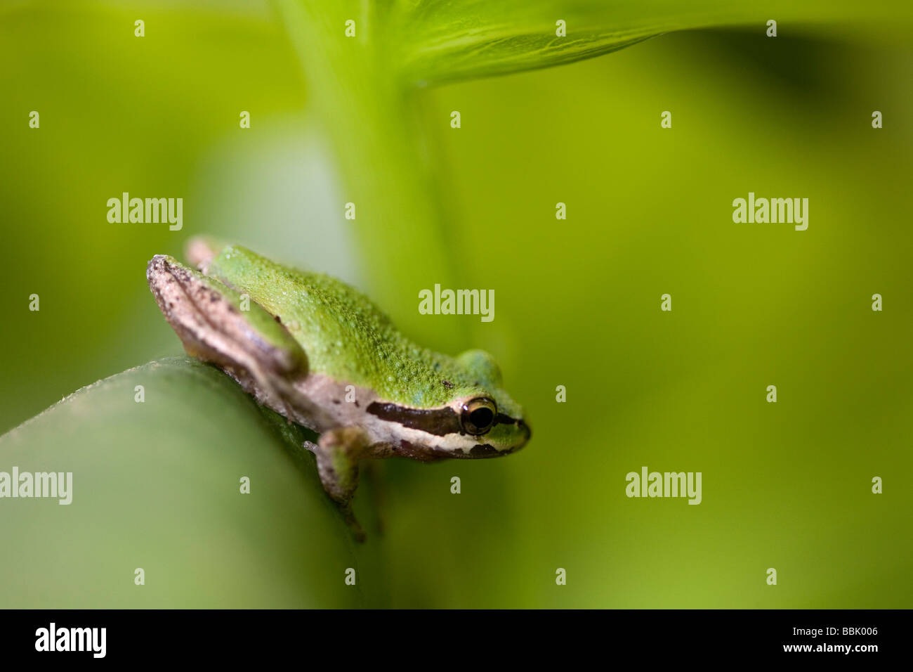 Pacific tree frogs hi-res stock photography and images - Alamy