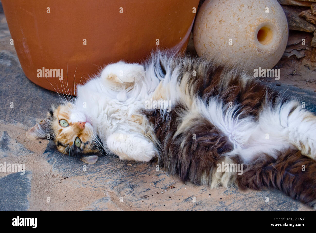 Cute, long hair cat Stock Photo - Alamy