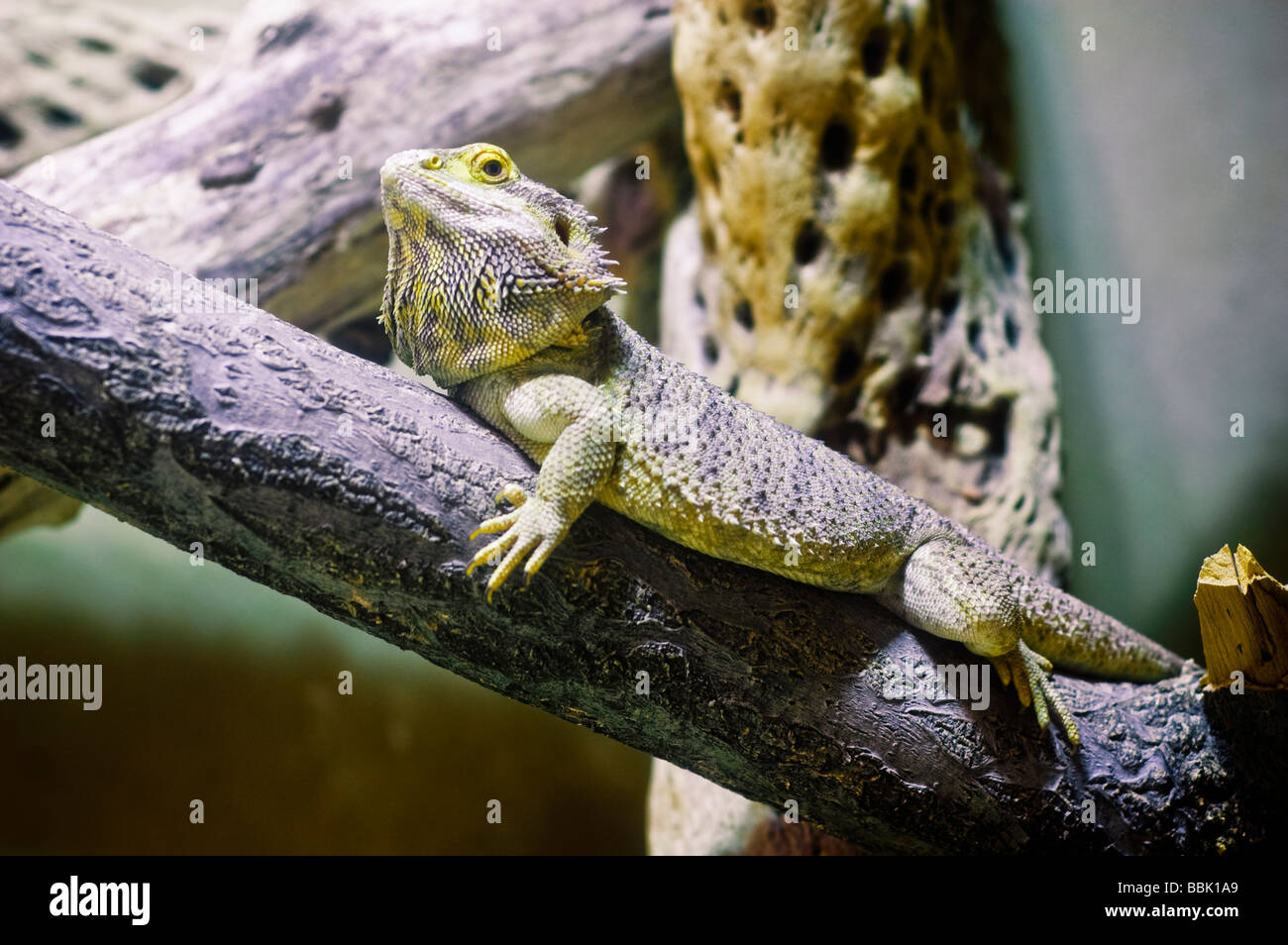 Agamid lizard lizards zoo hi-res stock photography and images - Alamy