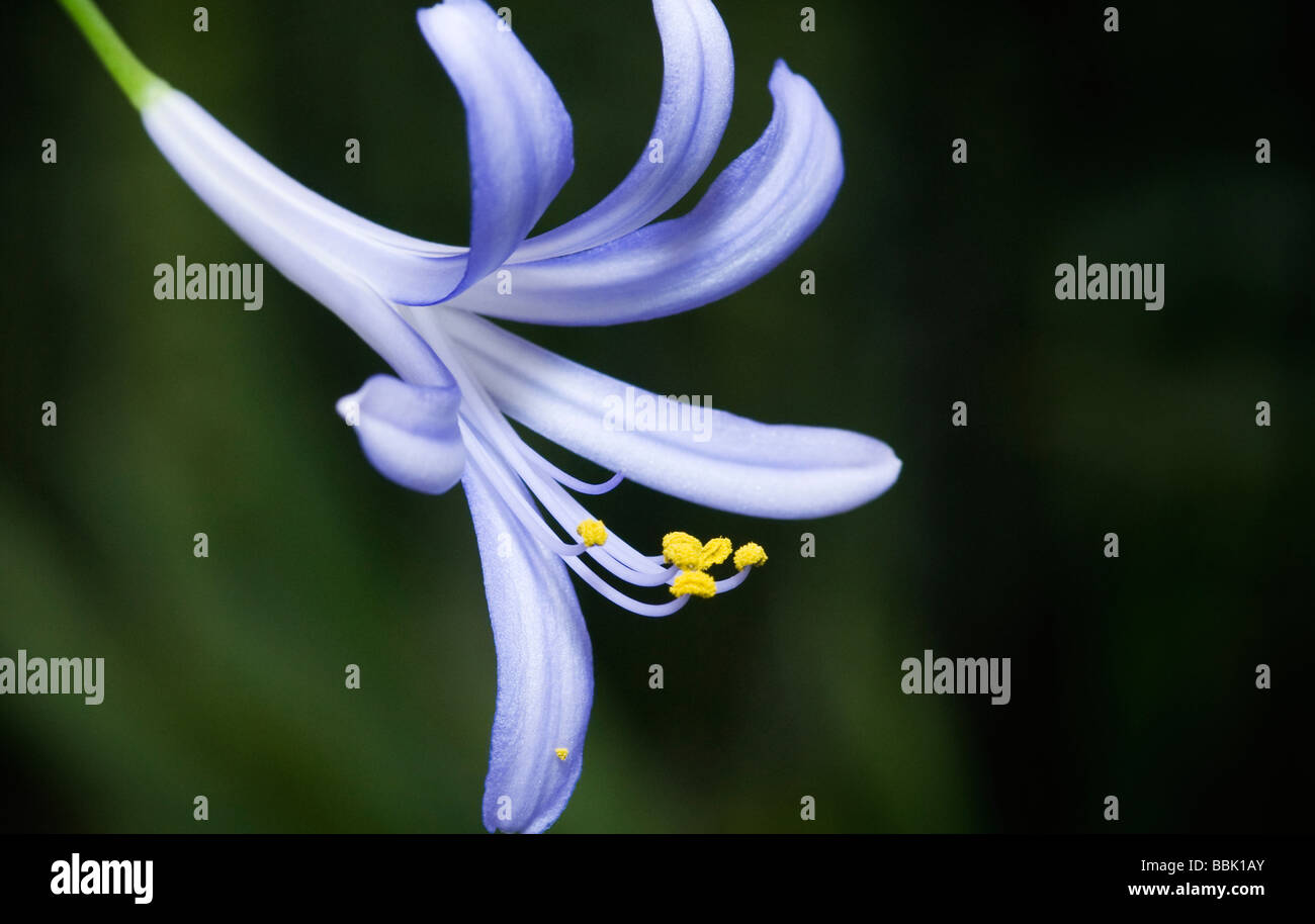 Close-up of an Agapanthus lily flower Stock Photo - Alamy