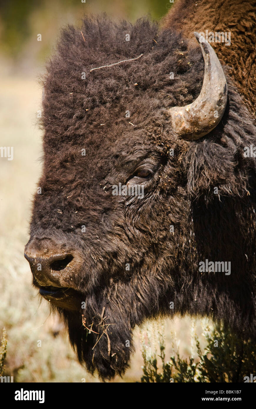 Buffalo outdoor shot hi-res stock photography and images - Alamy