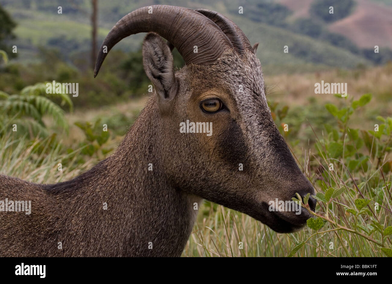 Nilgiri tahr hi-res stock photography and images - Alamy