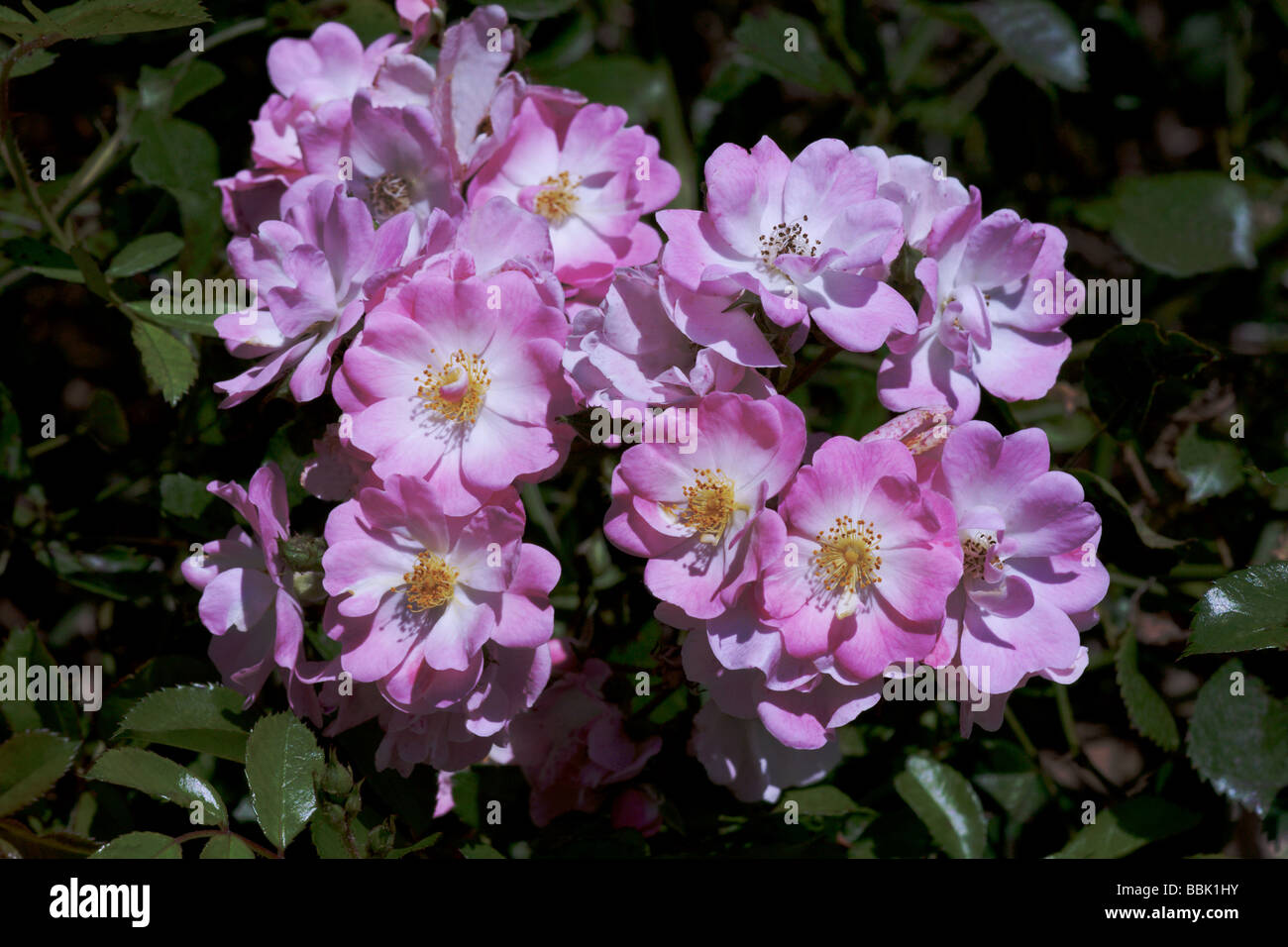 Rosa; Shrub Rose;'Castor';Group of flowers Stock Photo - Alamy