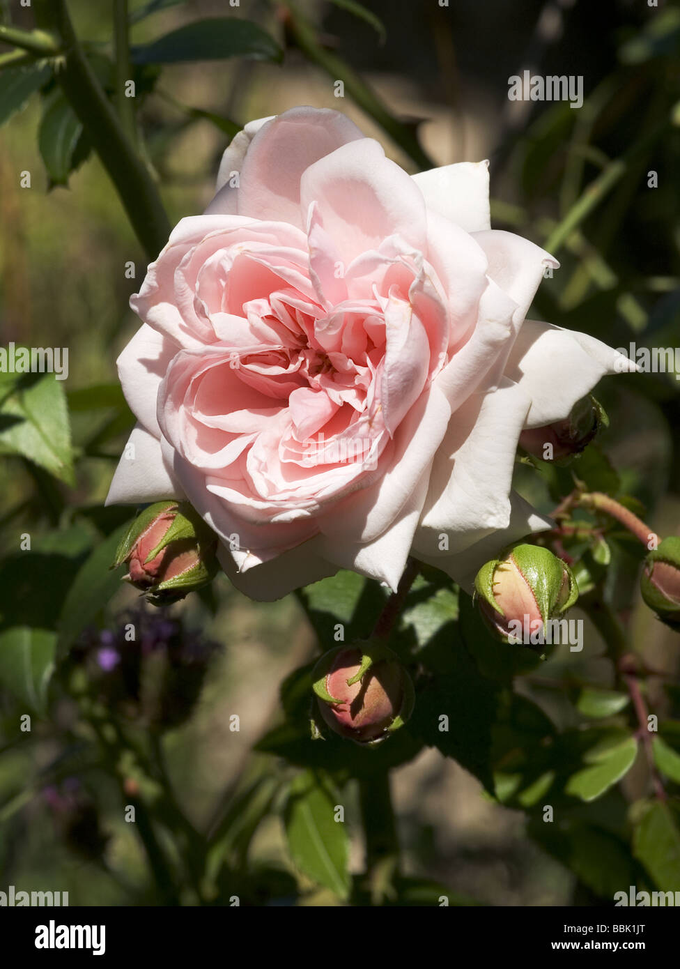 Awakening Climbing Rose