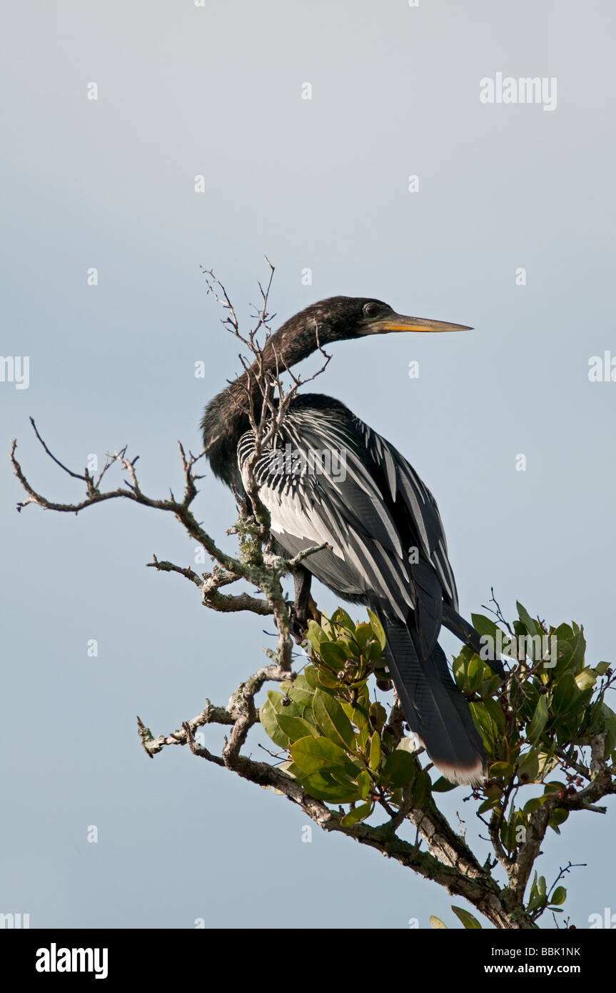 Snake neck bird hi-res stock photography and images - Alamy