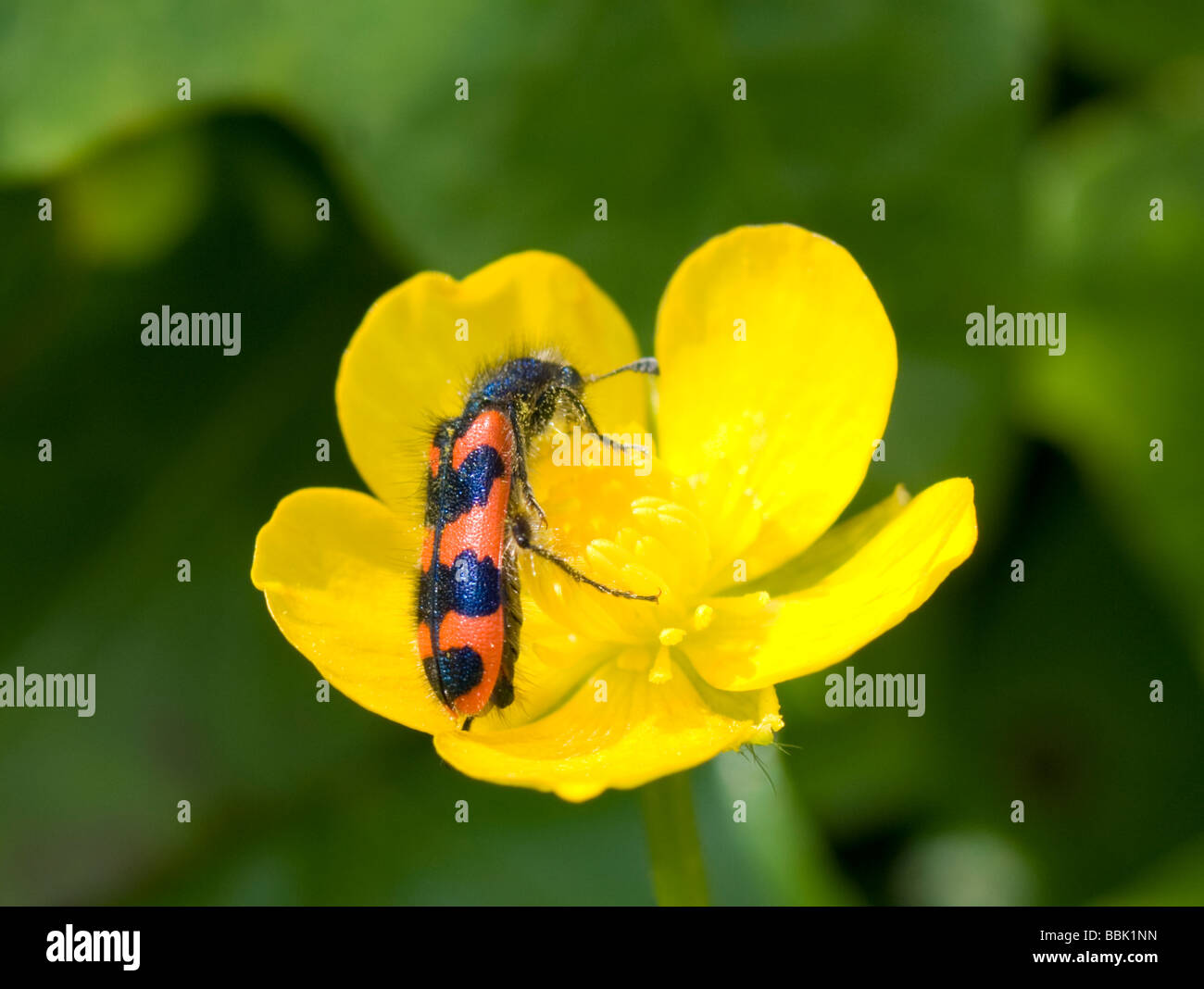 Bee Beetle Bee Wolf Trichodes apiarius Stock Photo - Alamy