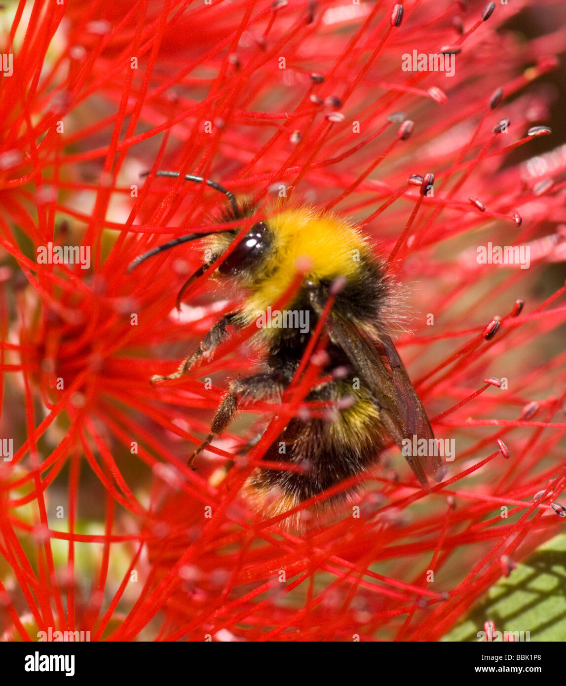 Garden Bumble Bee (Bombus hortorum) on Callistemon, UK Stock Photo - Alamy