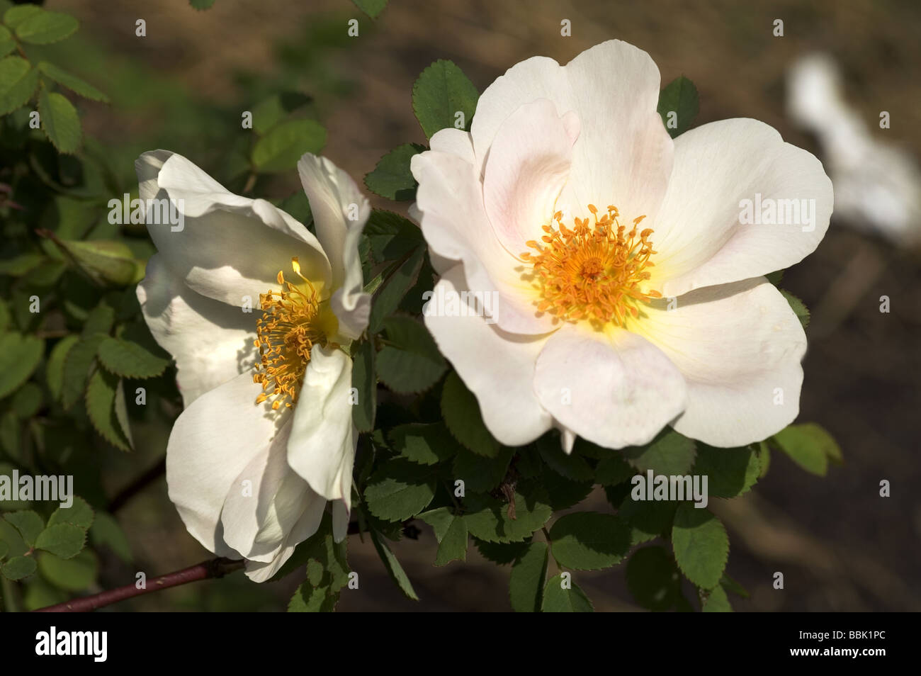 Modern shrub rose hi-res stock photography and images - Alamy