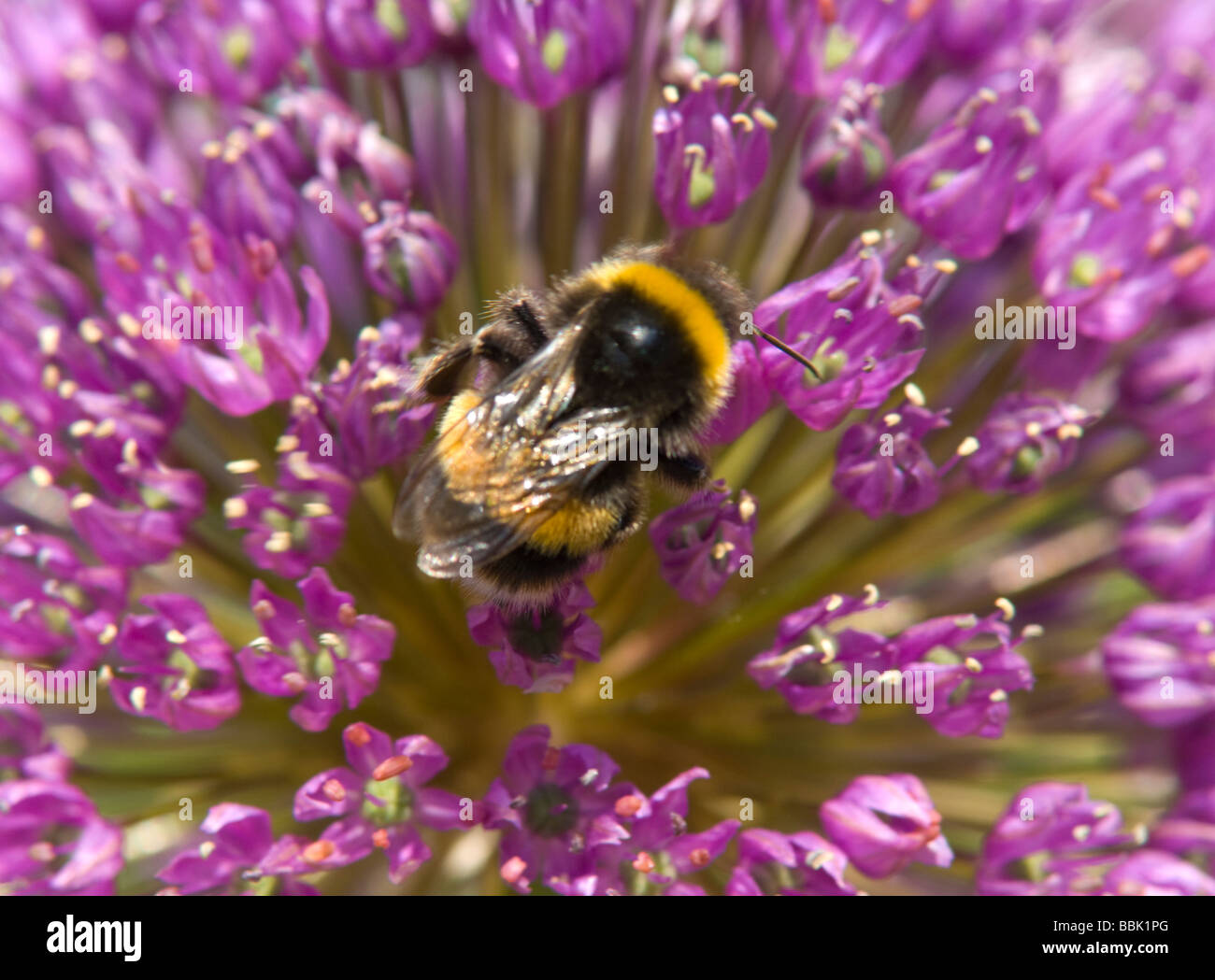 White tailed bumble bees hi-res stock photography and images - Alamy