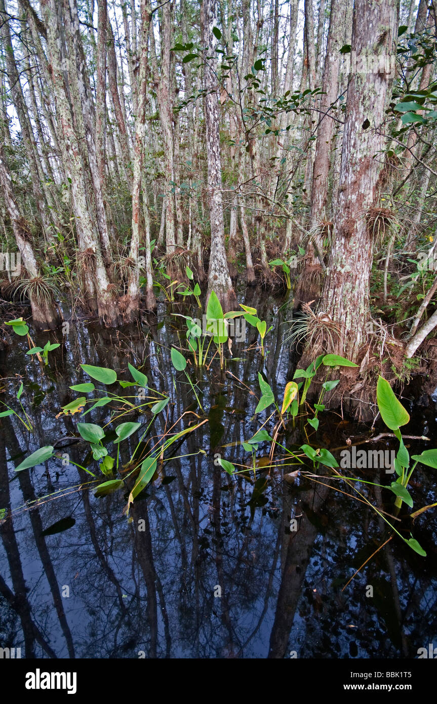 Corkscrew Swamp, Florida USA Stock Photo - Alamy